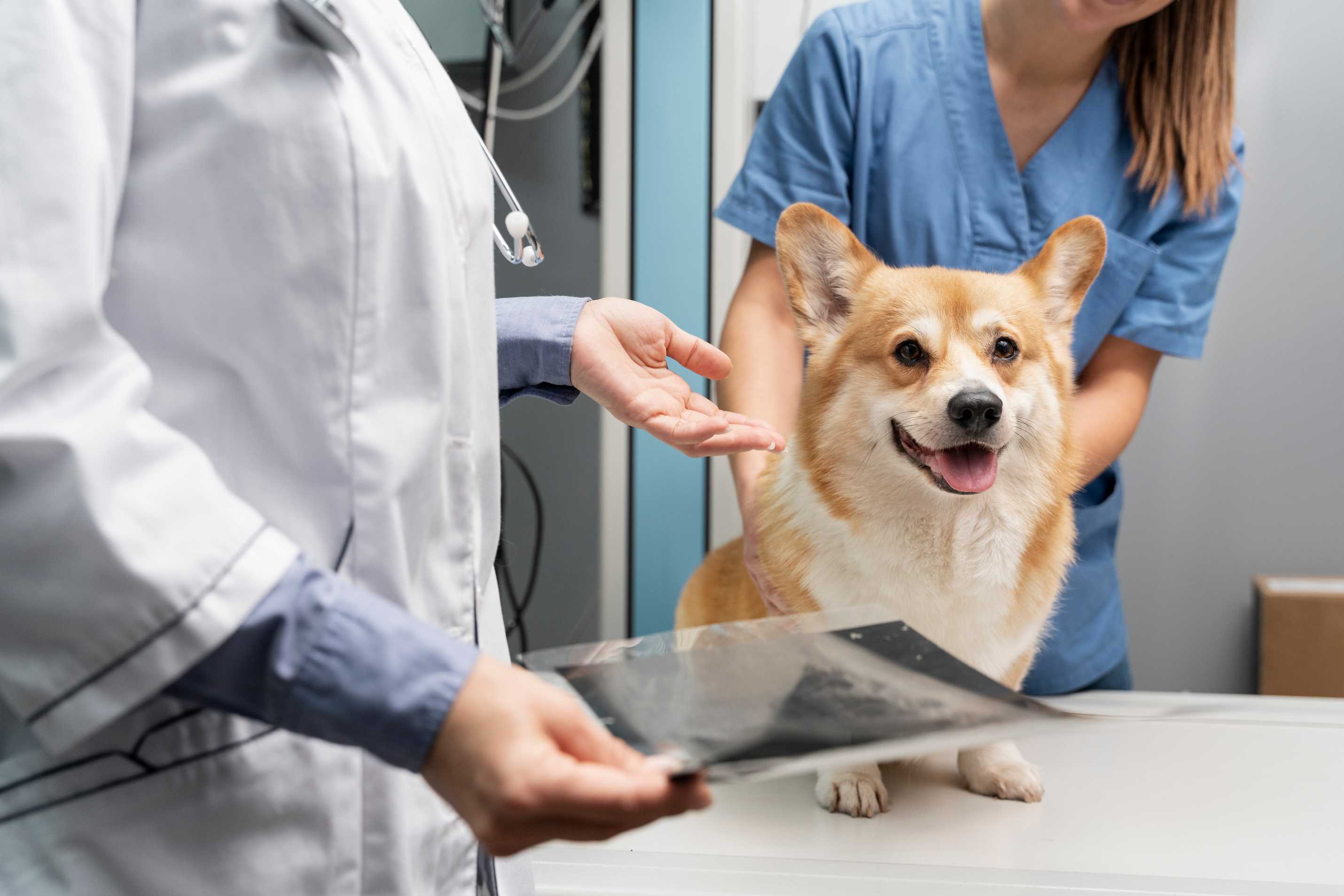 The Importance of Veterinary Vital Signs Monitors